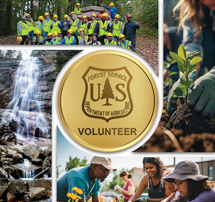 Schatz Strategy Group | Forest Service Volunteer Program